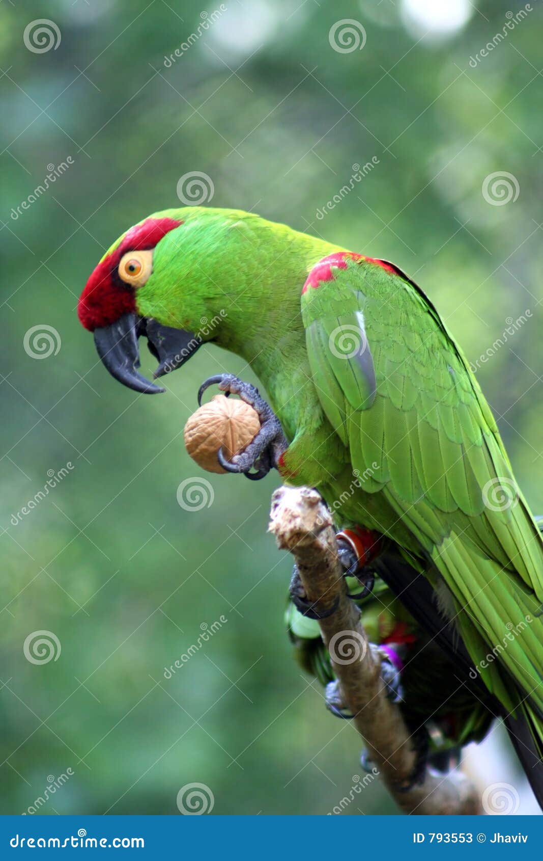 Thick-billed Parrot stock image. Image of thick, wings - 793553