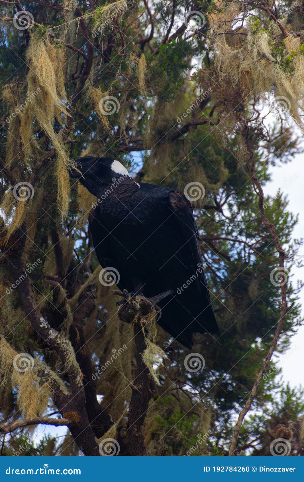 Thick-billed Raven Bird on the Tree, Simien Mountains Stock Photo ...