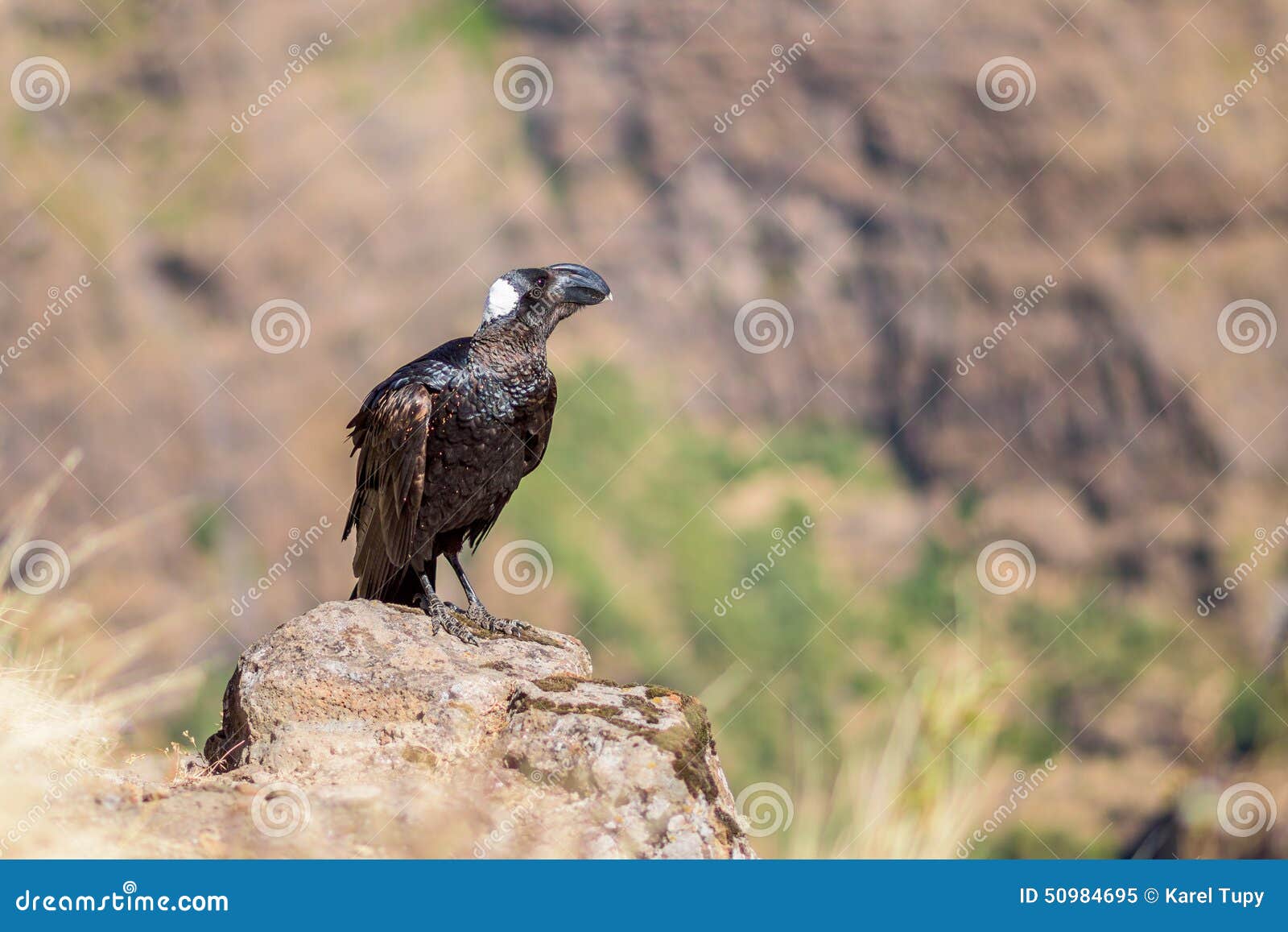 Thick-billed Raven Approching Meat Royalty-Free Stock Photo ...