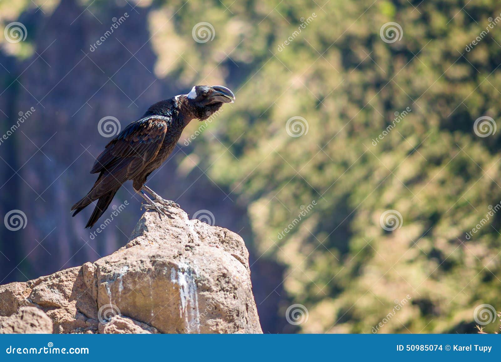 Thick-billed Raven on a Rock Stock Photo - Image of simien, billed ...