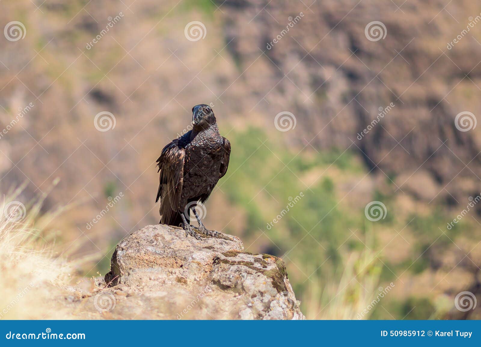 Thick-billed Raven Approching Meat Royalty-Free Stock Photo ...