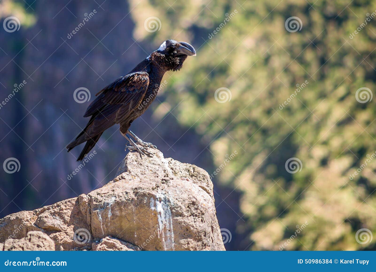 Thick-billed Raven Approching Meat Royalty-Free Stock Photo ...