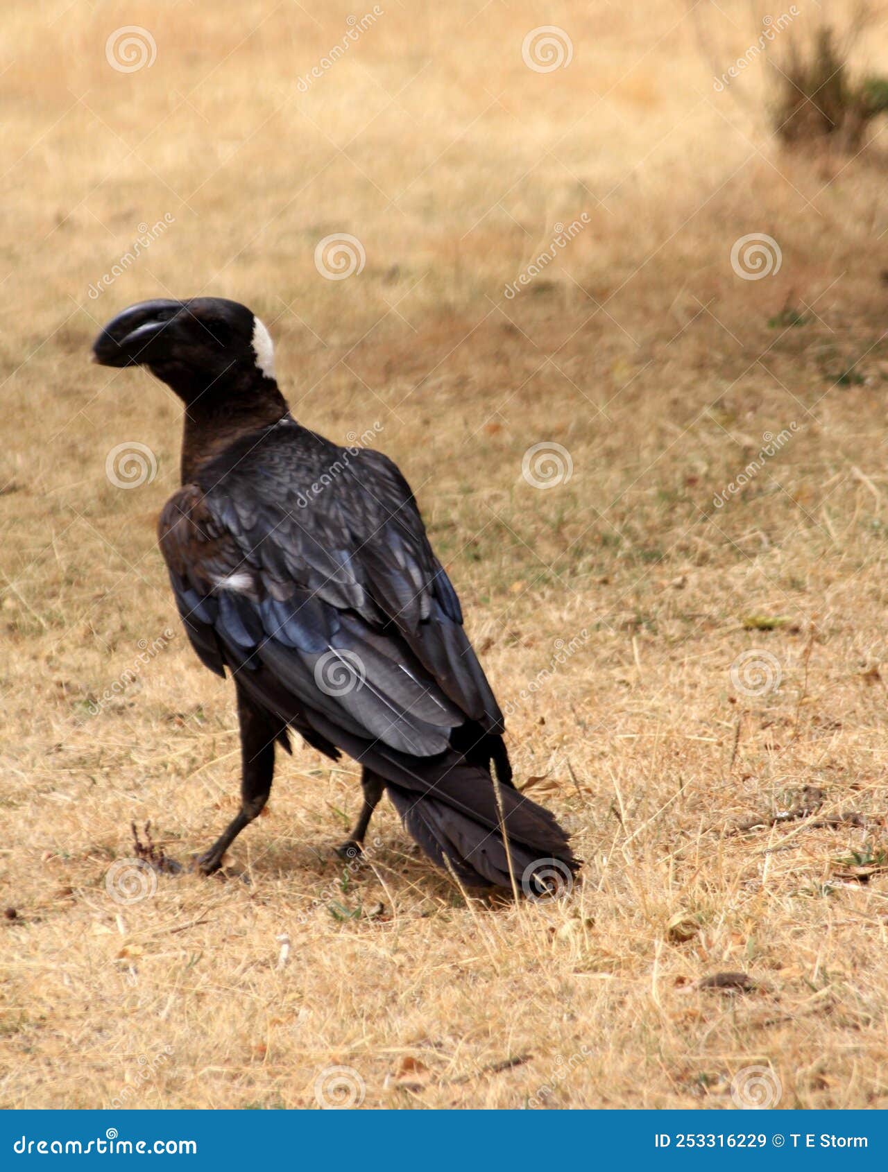 A Thick Billed Raven stock image. Image of birdofprey - 253316229