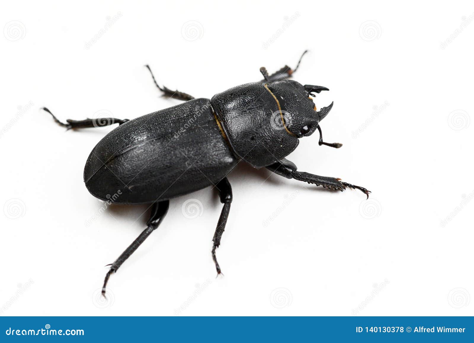 A Thick Black Bug, Dorcus Parallelipipedus, Female Stock Photo - Image ...