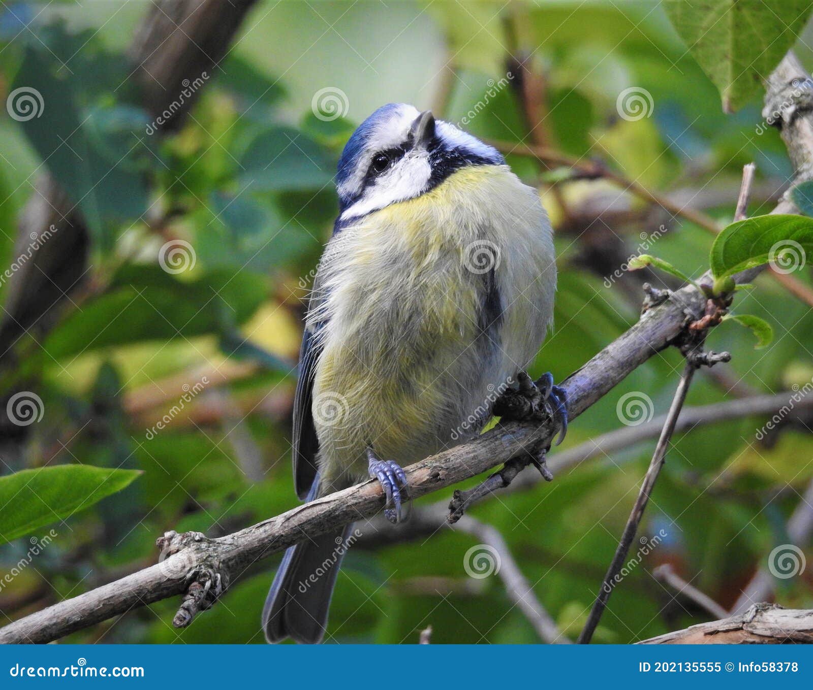 Thick Blue Tit Sitting on the Brown Tree Branch Stock Image - Image of ...