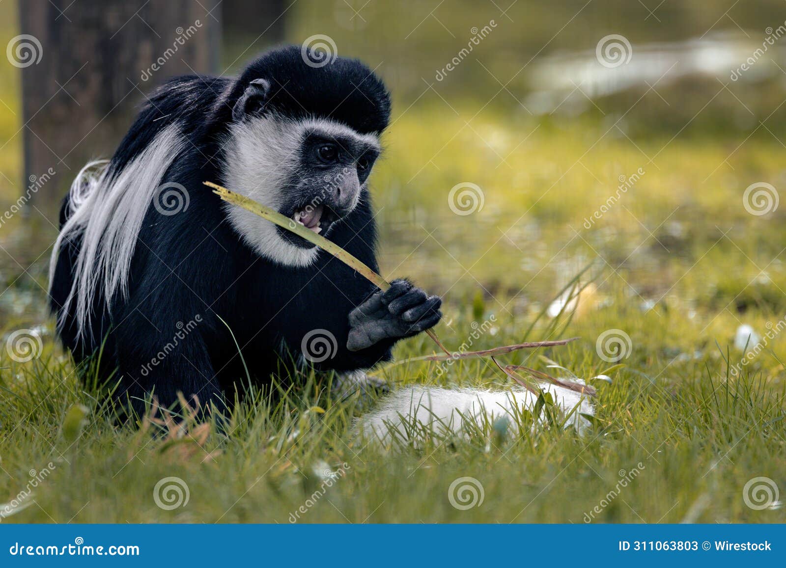 Thick-bodied Monkey Munching on Grass while Seated on the Ground Stock ...