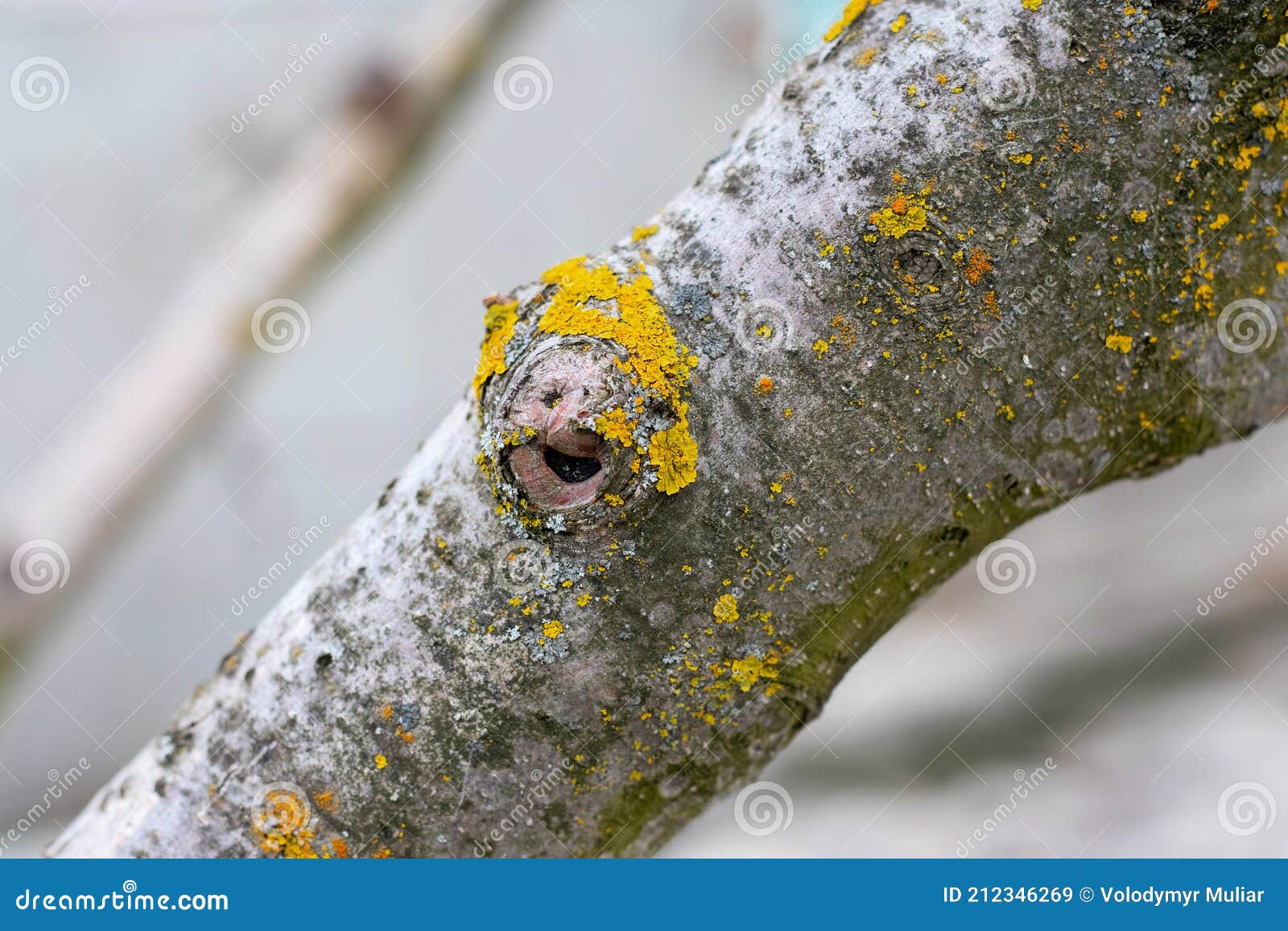 A Thick Branch of a Tree Covered with Lichen, a Tree Disease Stock ...