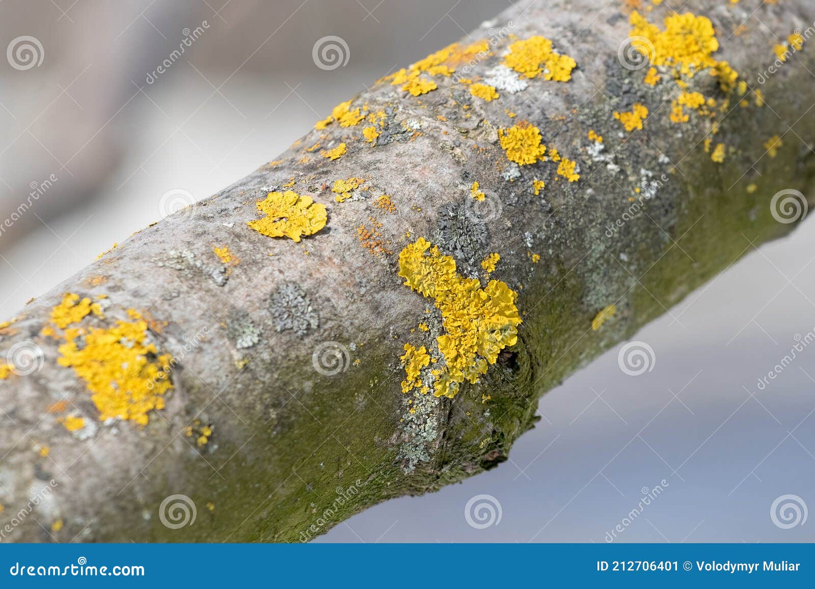 A Thick Branch of a Tree Covered with Lichen, a Tree Disease Stock ...