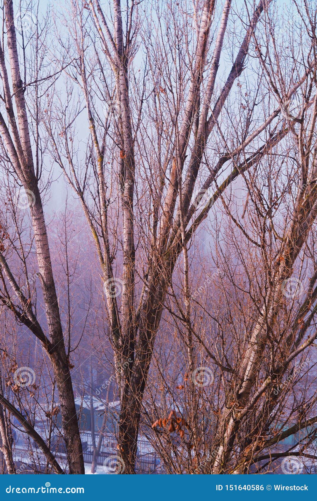 Thick Branches of Birch Trees in a Russian Forest in Winter Time Stock ...