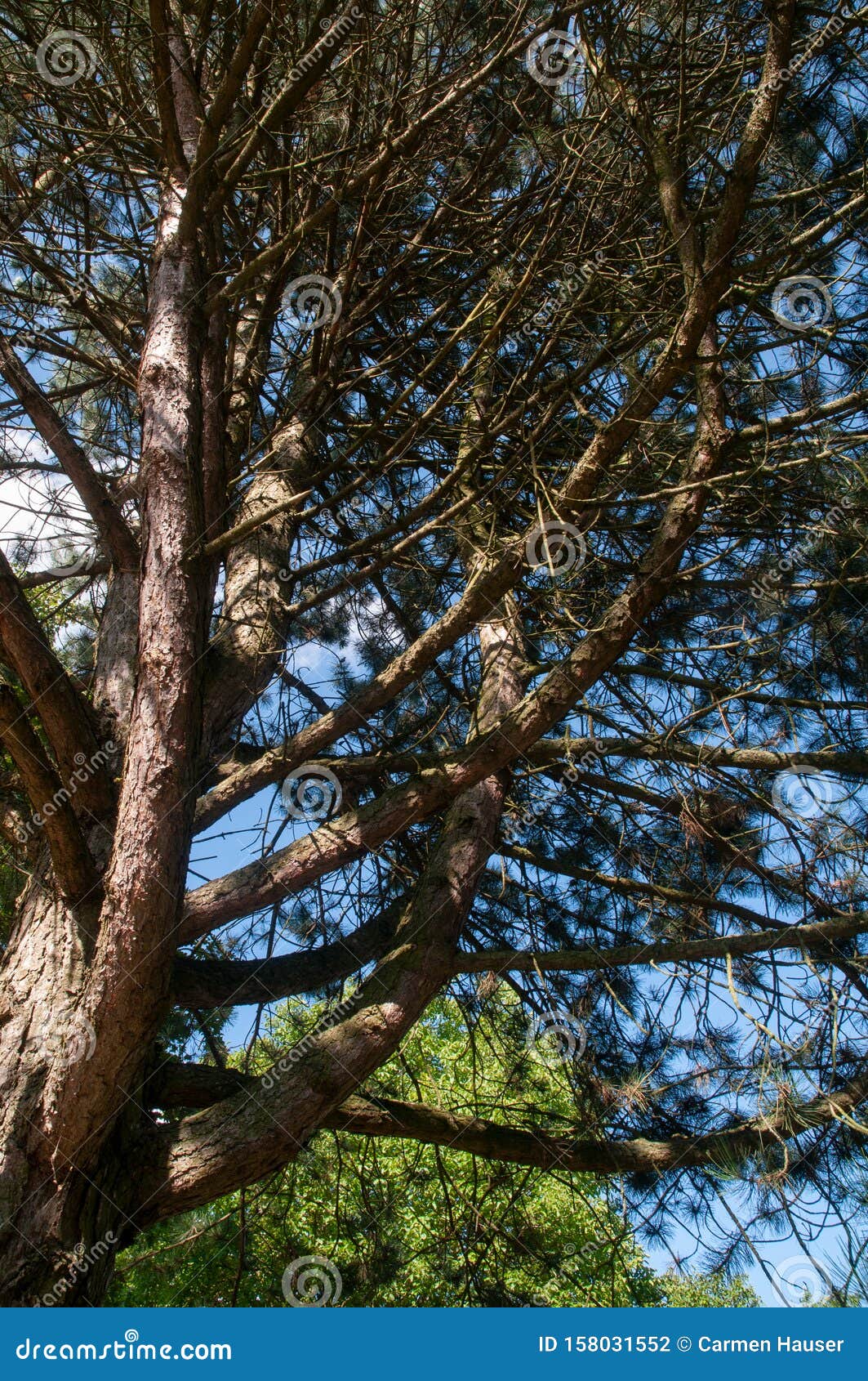 Thick Branches of a Tall Pine Tree Stock Photo - Image of tree, nature ...