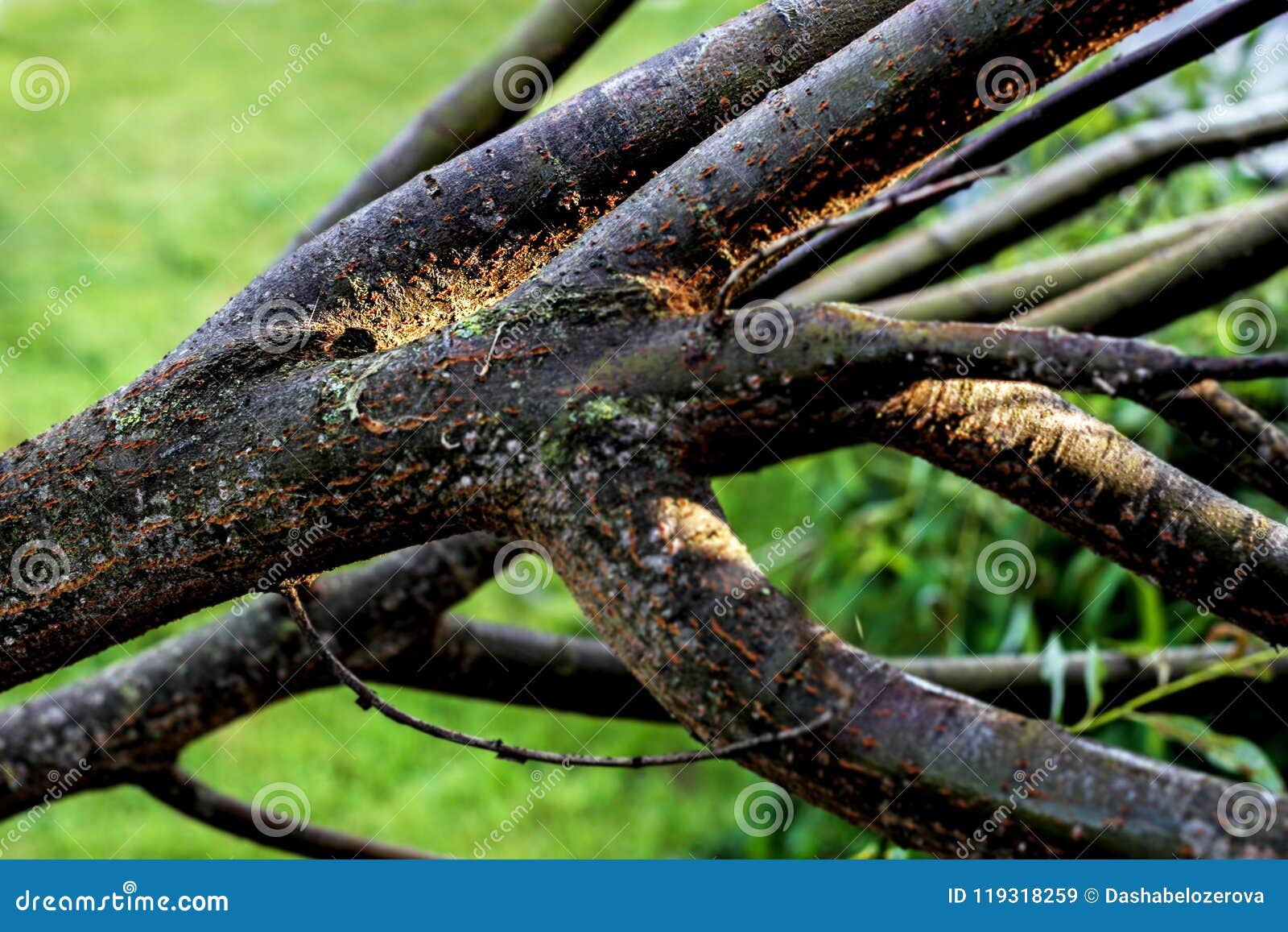 Thick Branches of Tree at Green Day Stock Image - Image of large ...