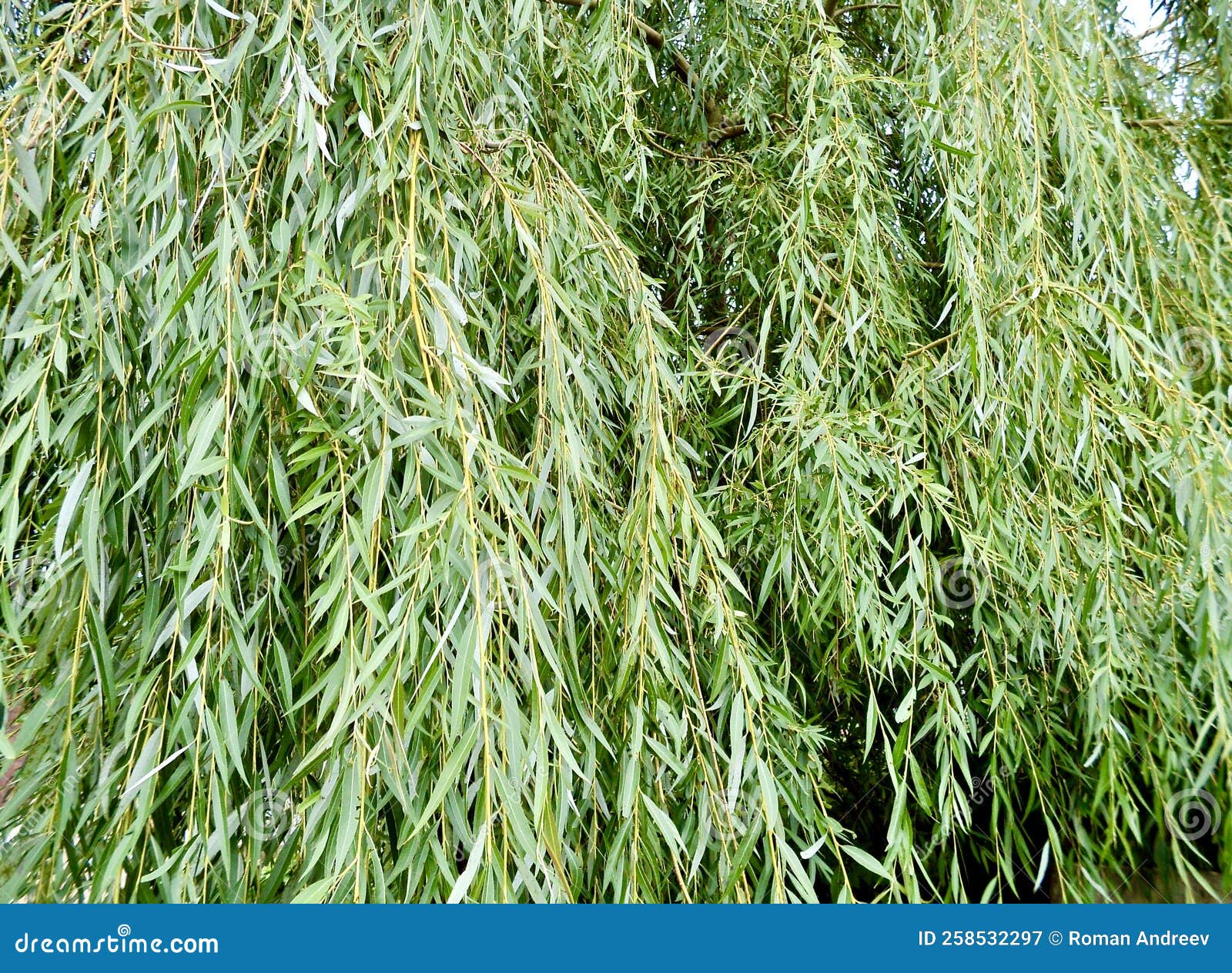 Thick Branches of the Willow Weeping Stock Image - Image of leaf ...