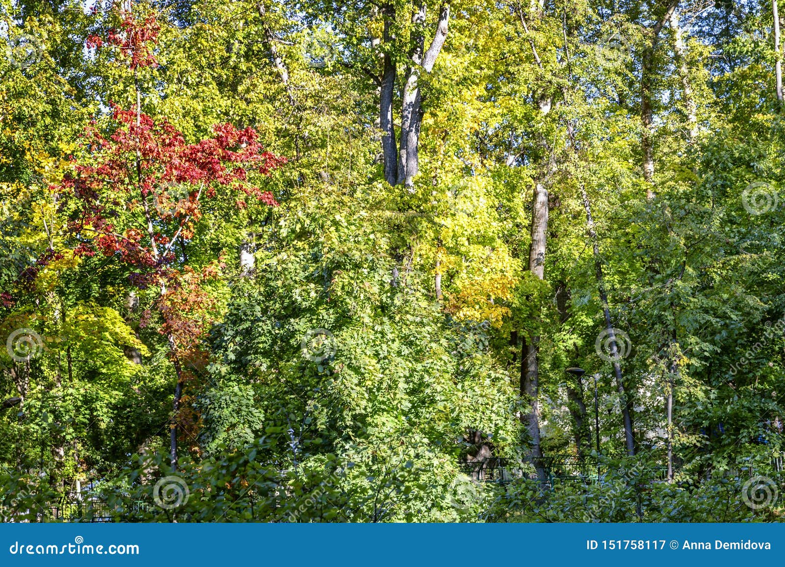 Thick Bright Autumn Foliage on the Trees. Background. Close-up Stock ...
