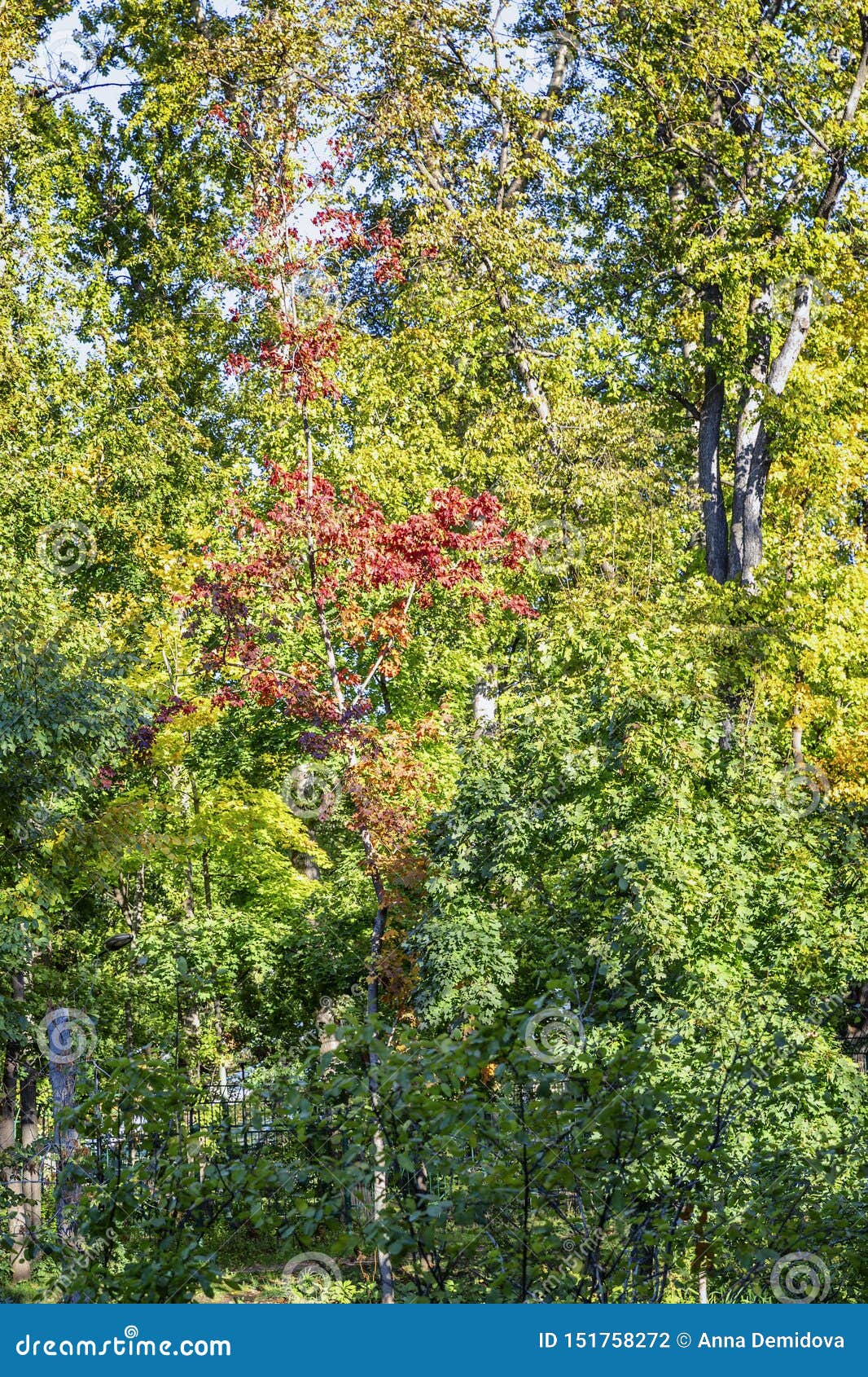 Thick Bright Autumn Foliage on the Trees. Background. Close-up. Space ...