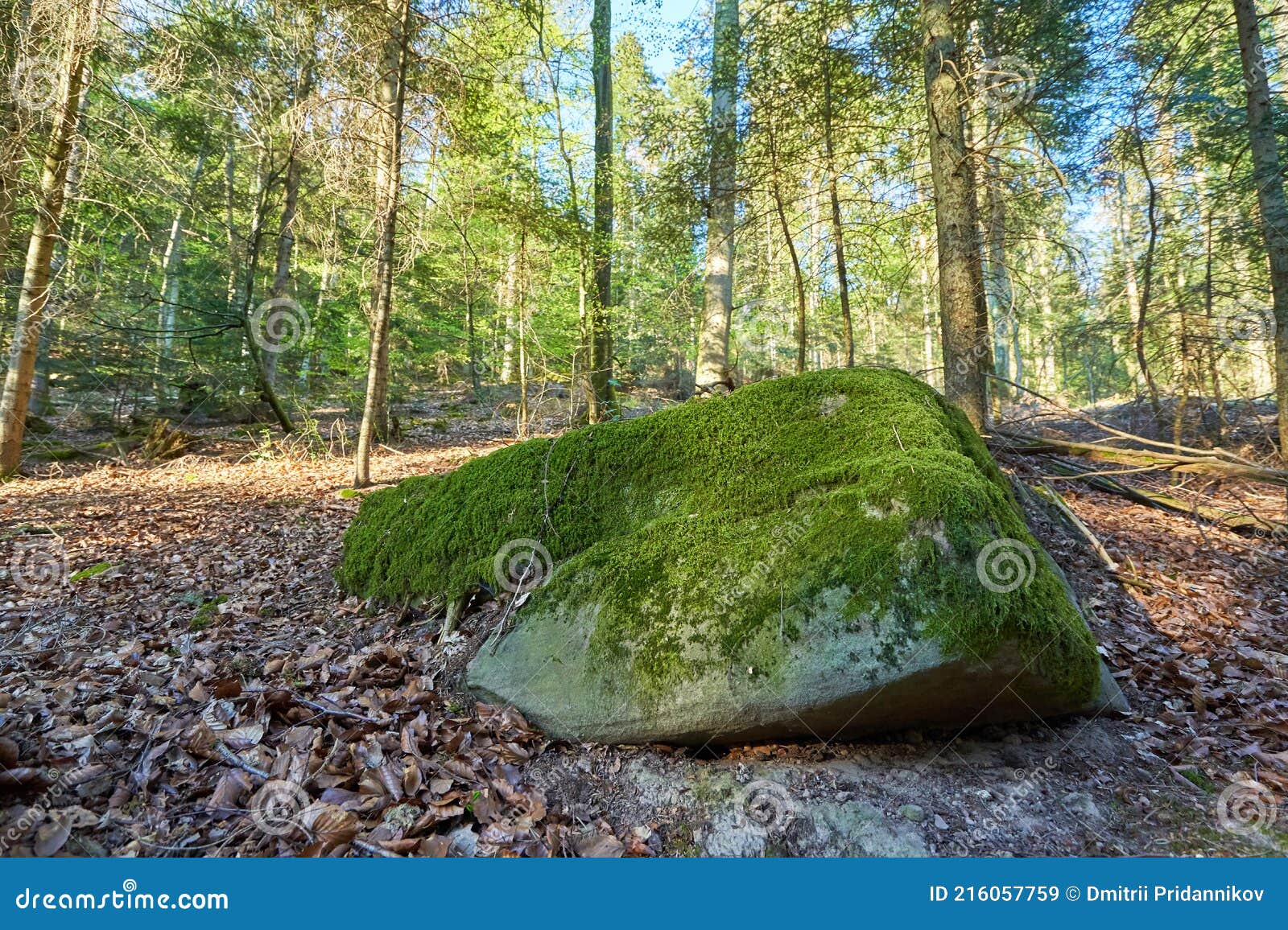Thick and Bright Green Moss on a Large Stone in a European Forest Stock ...