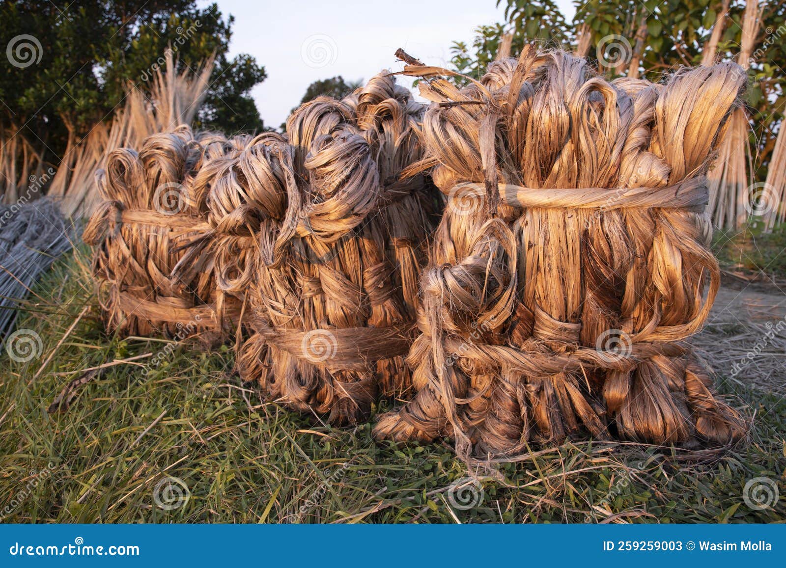 A Thick Brown Bundle of Raw Jute Has on the Ground Stock Image - Image ...