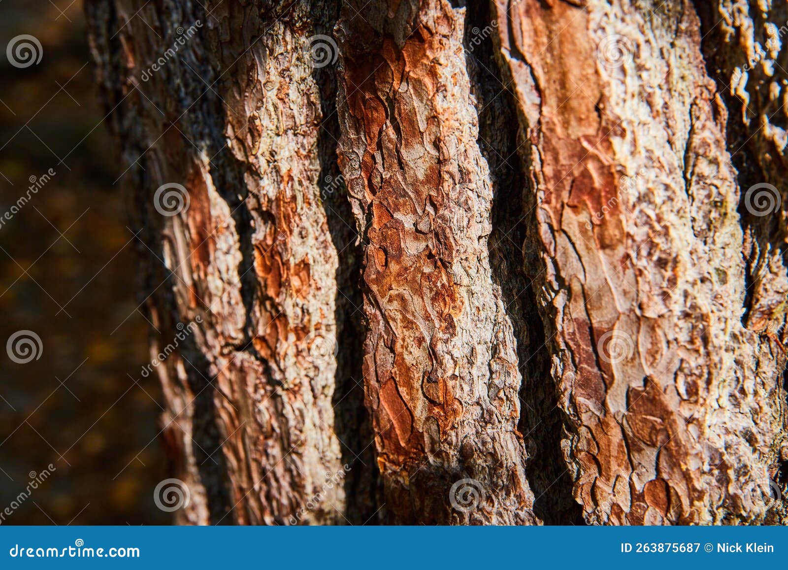 Thick Brown Tree Bark Texture from Angle in Harsh Light Stock Image ...