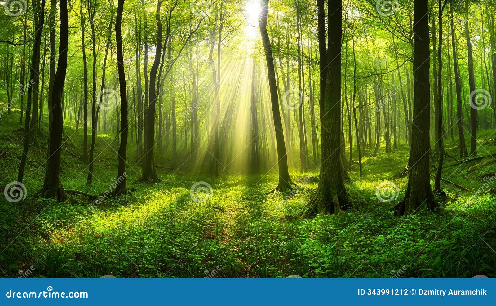 The Thick Canopy of a Dense Forest Filtered Sunlight through Towering ...