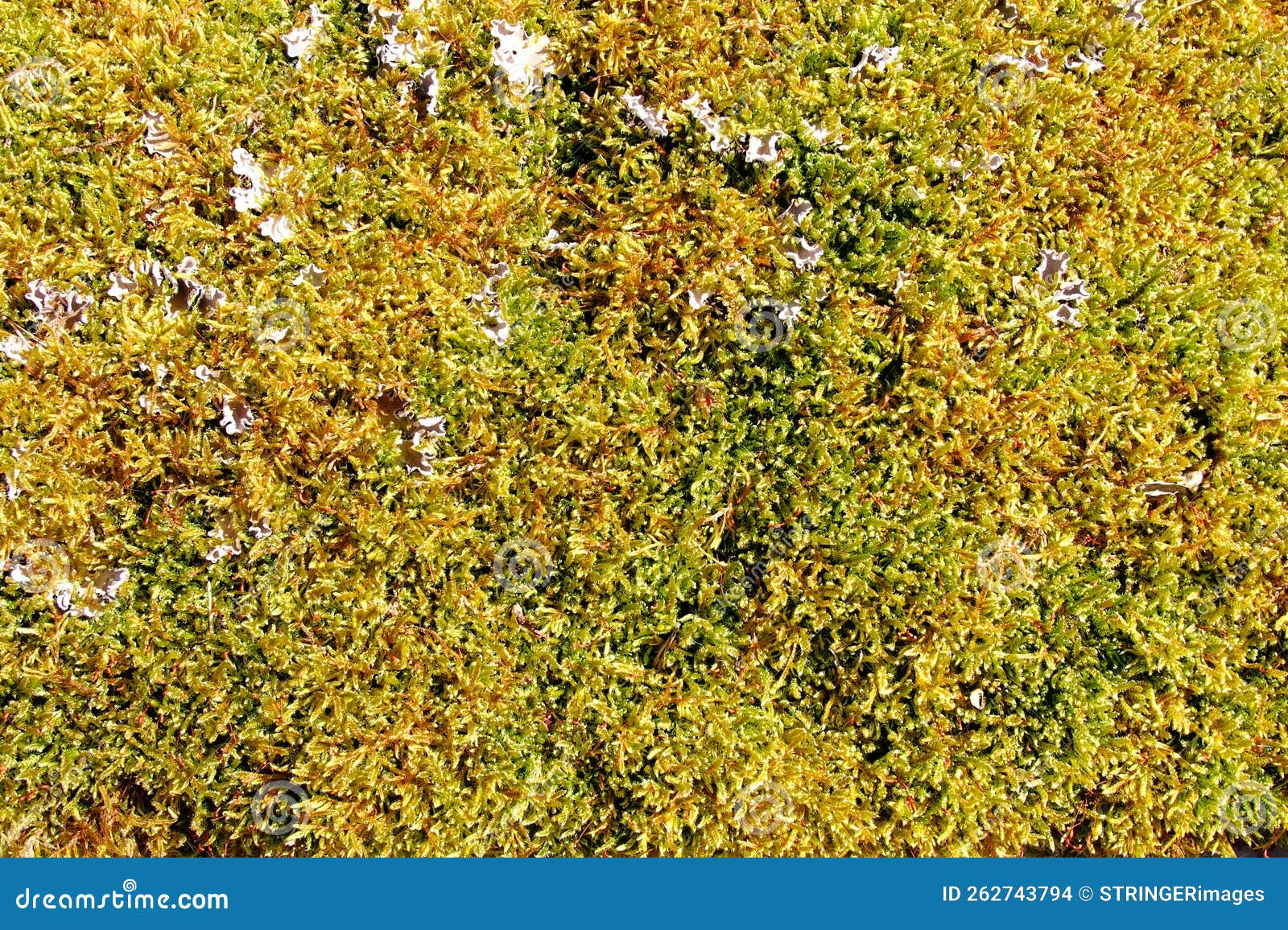 Thick Carpet of Moist Green Moss on the Ground Stock Photo - Image of ...