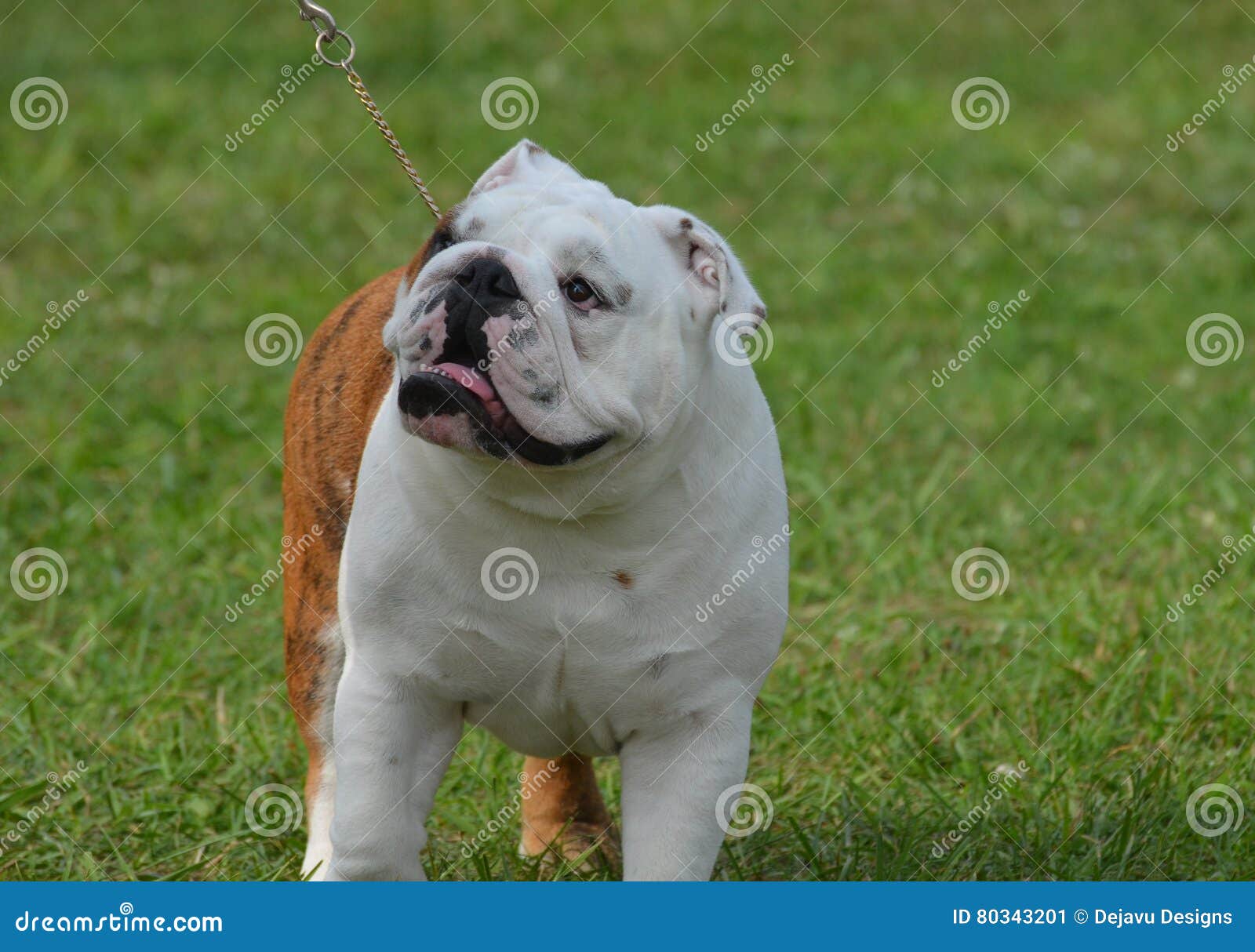 Thick Chest on a Bulldog stock image. Image of silly - 80343201