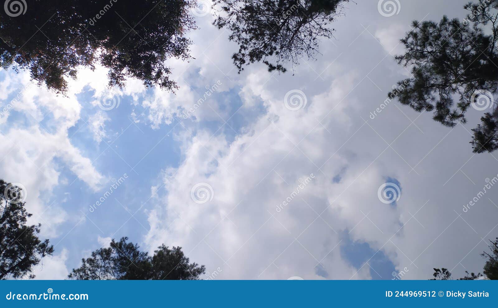Thick Clouds in the Clear Sky and Tall Trees Stock Photo - Image of ...