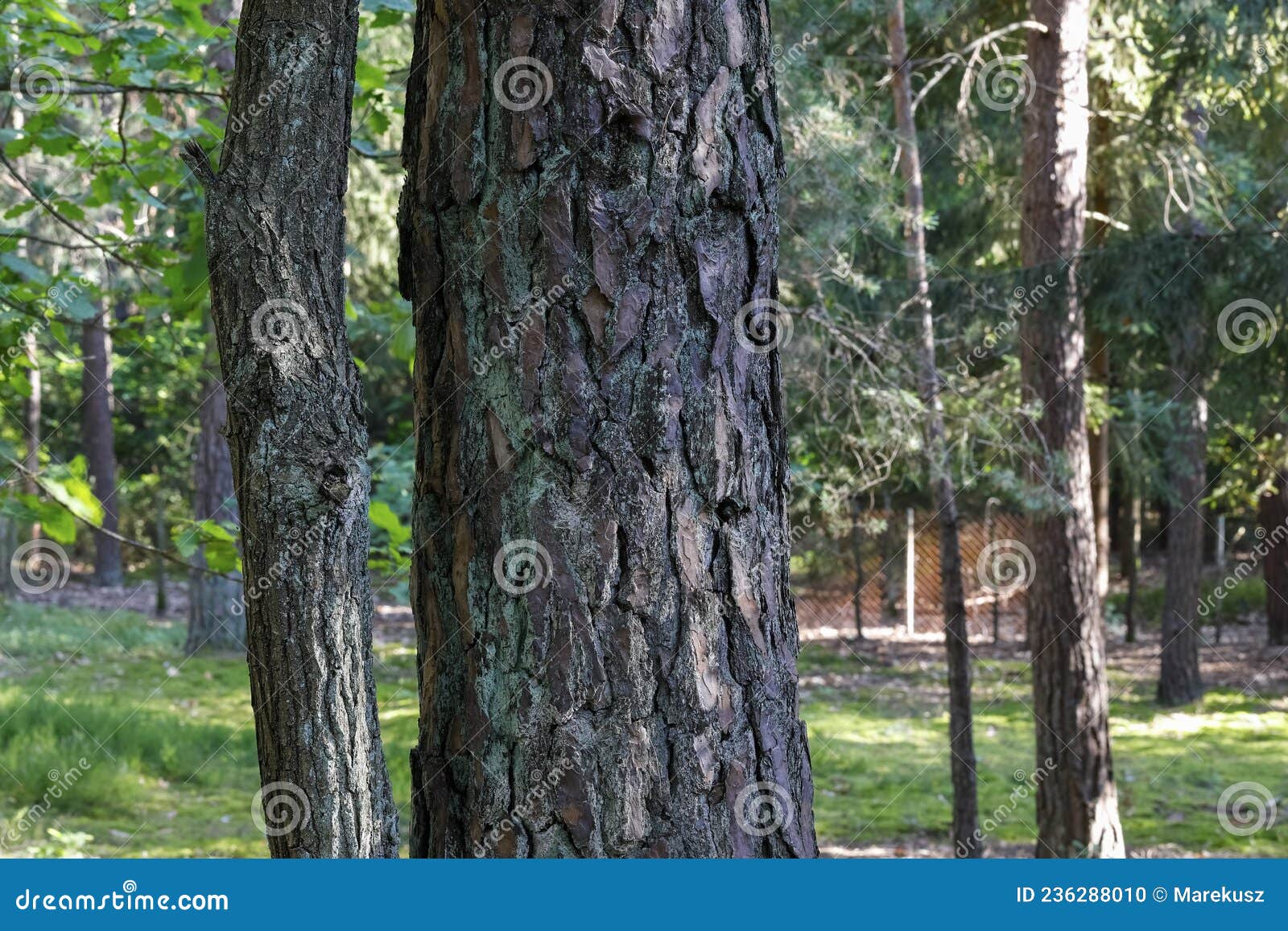 Thick Conifer Trunk in the Forest Stock Photo - Image of flora, skin ...