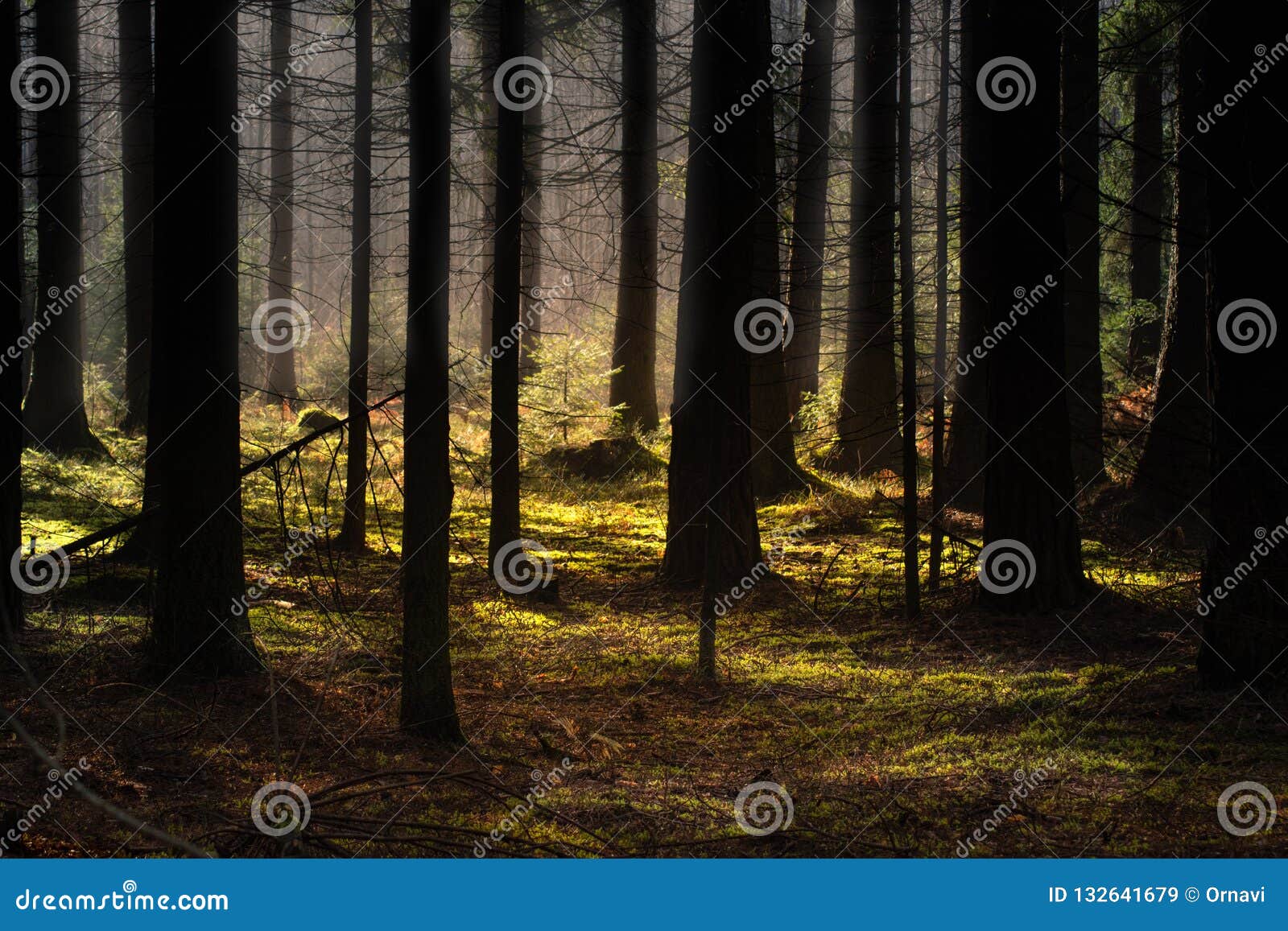 Thick Coniferous Forest in Autumn. Translucent Sun Rays Gently Fall on ...