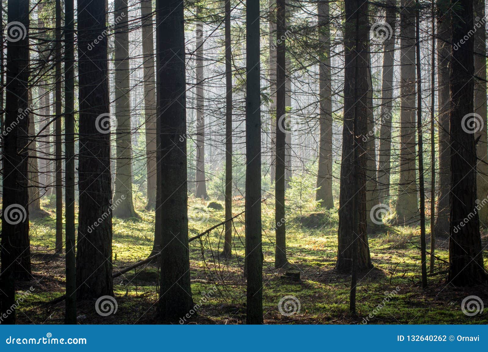 Thick Coniferous Forest in Autumn. Translucent Sun Rays Gently Fall on ...