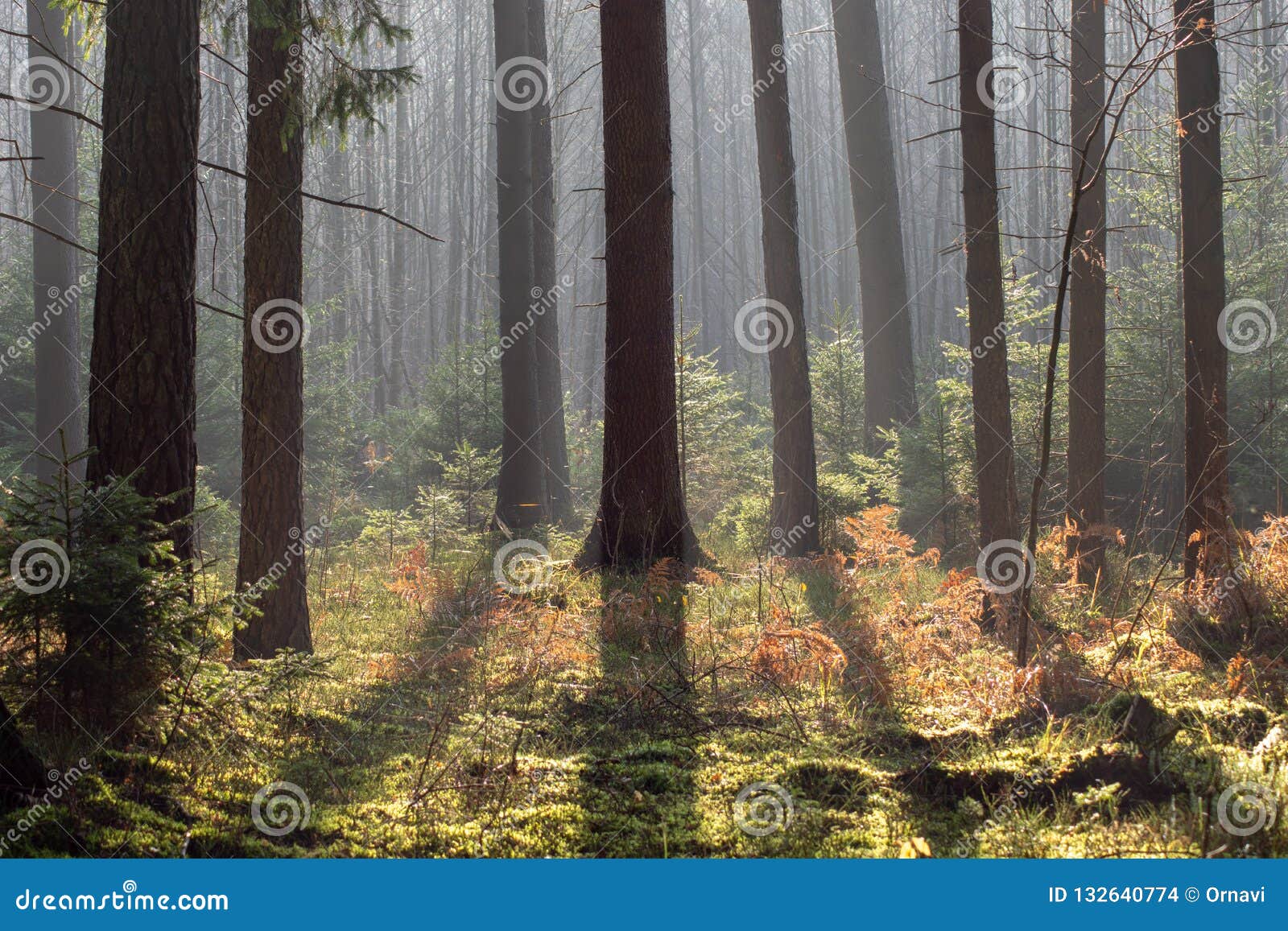 Thick Coniferous Forest in Autumn. Translucent Sun Rays Gently Fall on ...