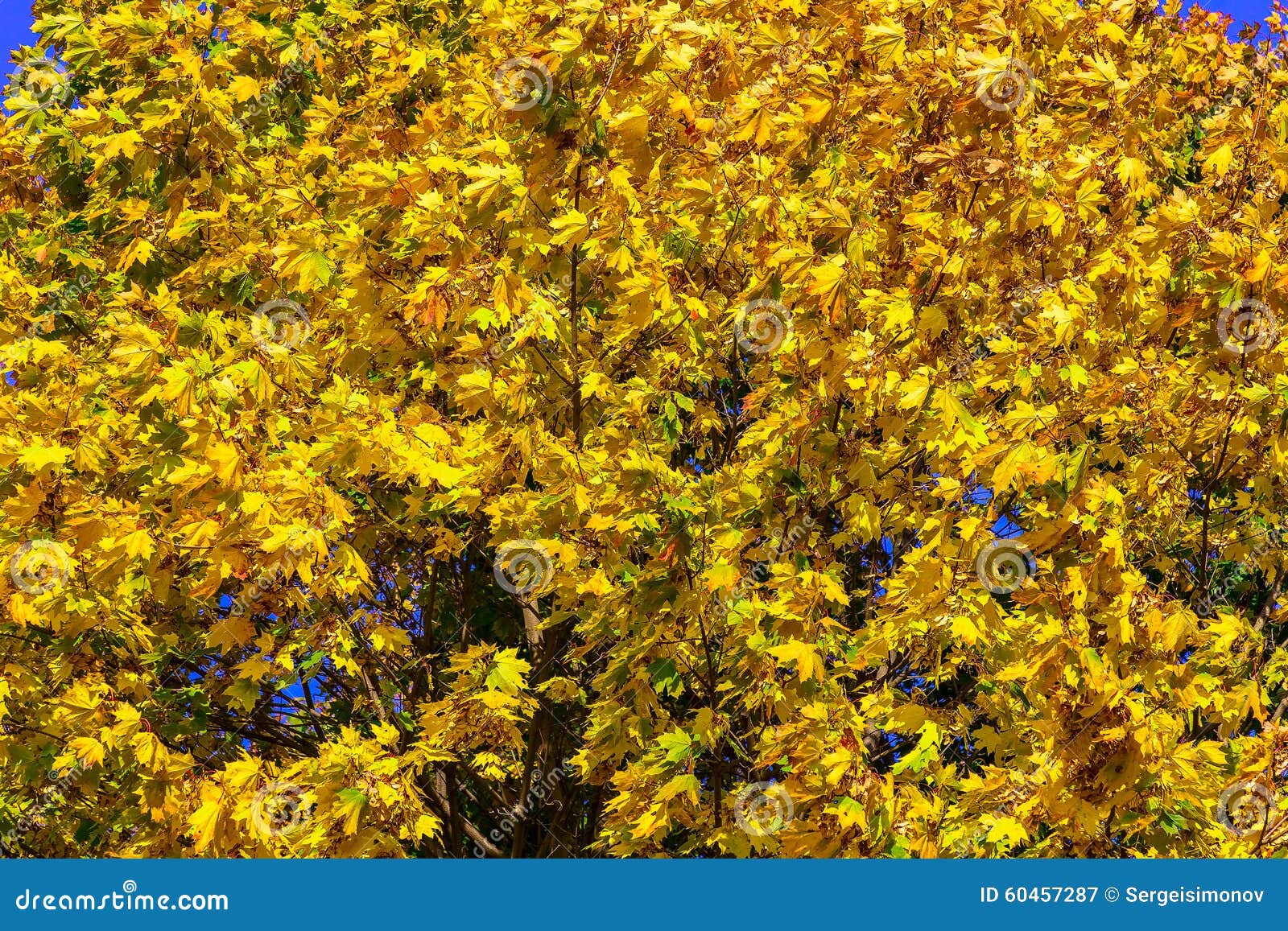 Thick Crown of a Tree Maple in Autumn Stock Image - Image of flora ...