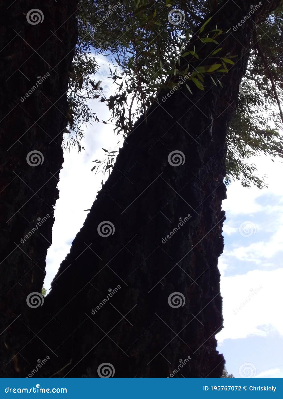 Dark Bark Tree Texture Stock Image | CartoonDealer.com #75656749