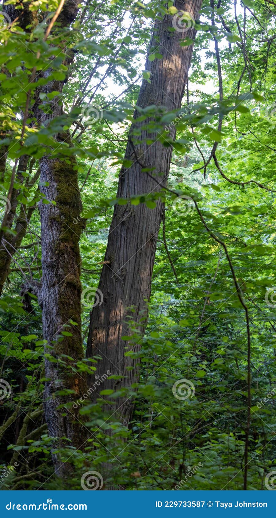Thick Dark Canopy Blocking Light To the Underbrush Stock Image - Image ...