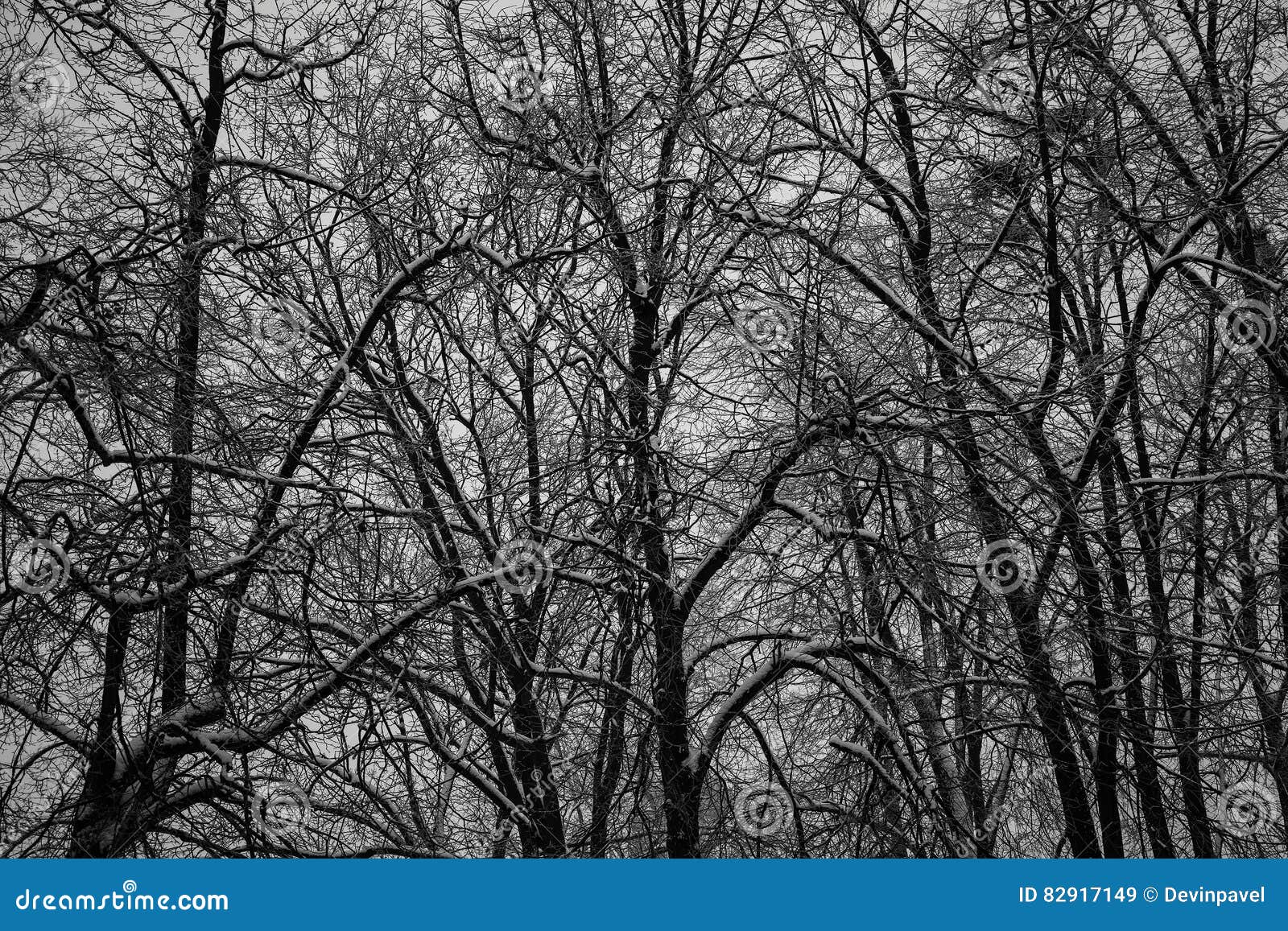 Thick Dark Forest, Black Trees. Background Texture of Tree Trunks Stock ...