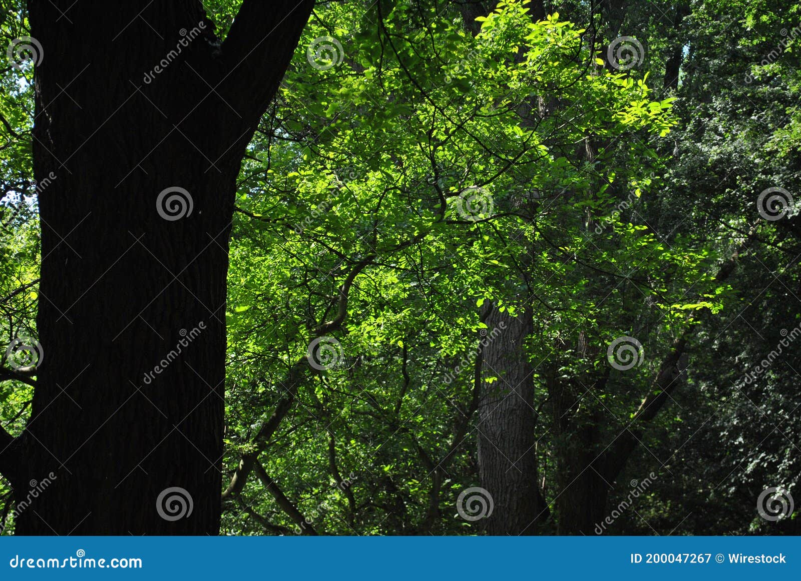 Thick Dark Tree Trunk in a Bright Green Forest Stock Image - Image of ...