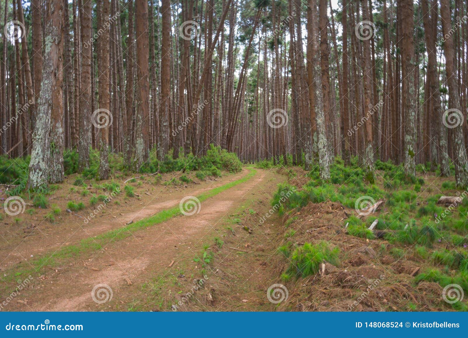 Thick and Dense Coniferous or Pine Forest with No People, only Trees ...