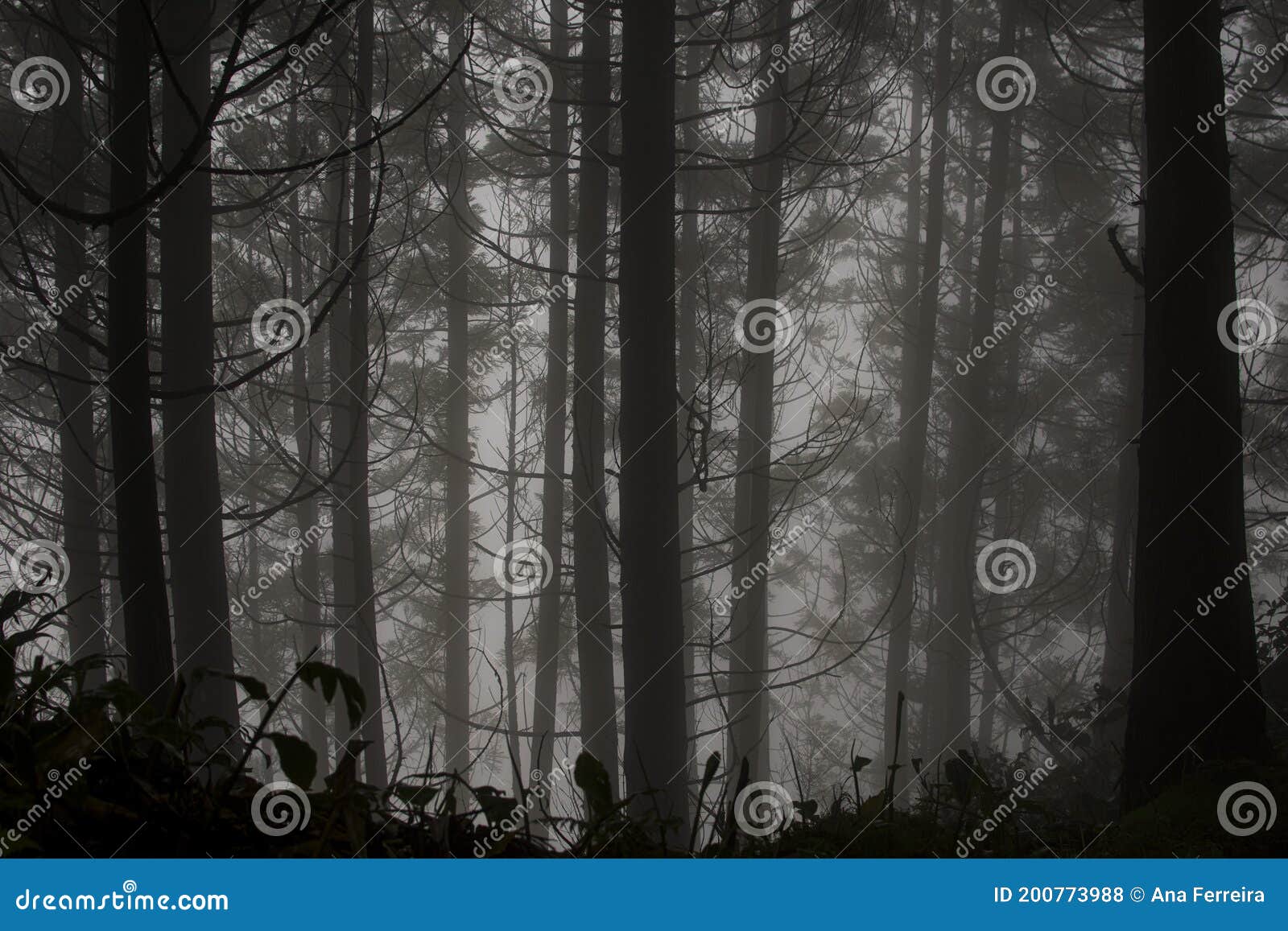 Thick and Dense Fog in the Woods Stock Photo - Image of beauty, mystery ...