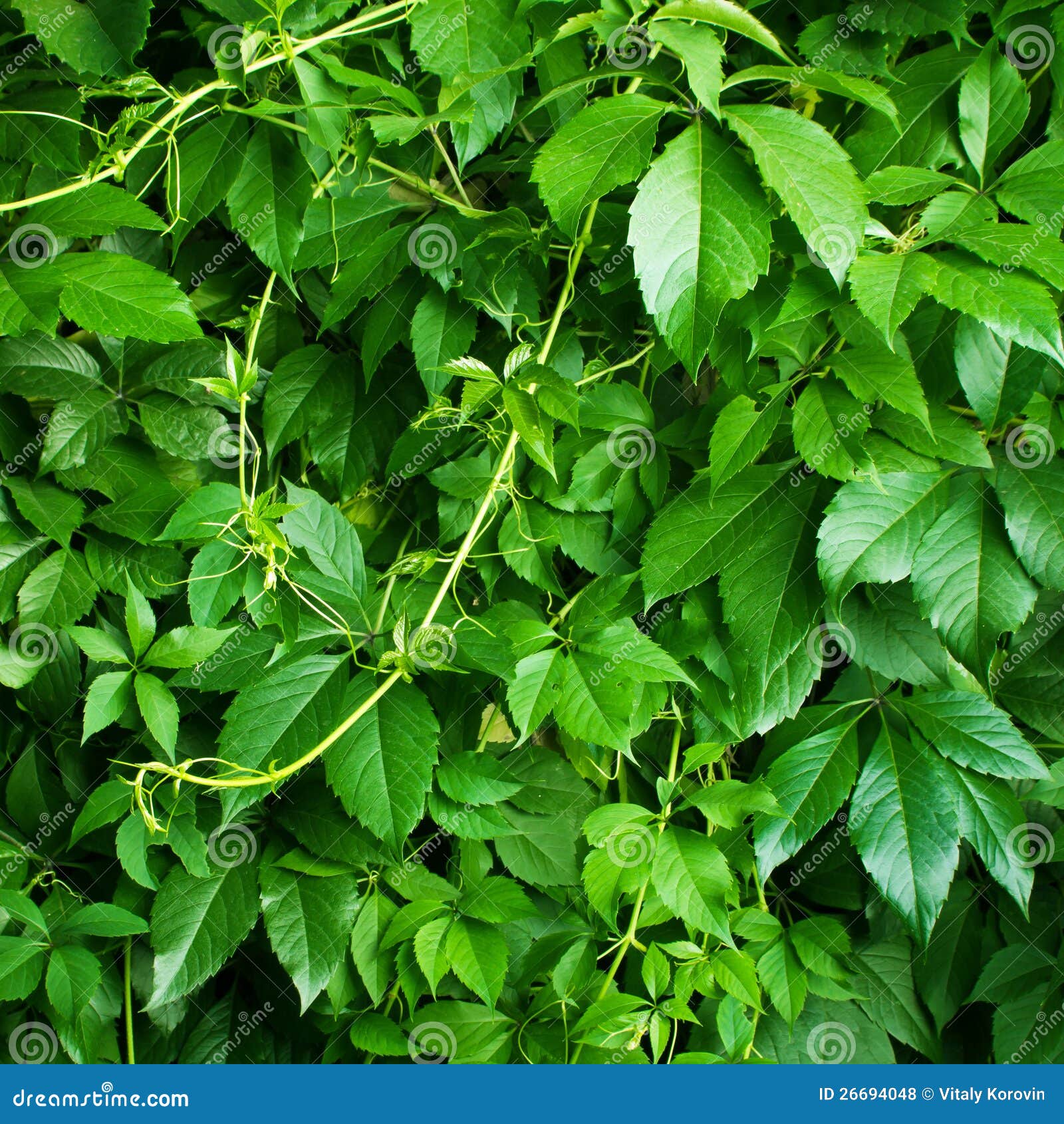 Thick Dense Green Leaves stock photo. Image of multiple - 26694048
