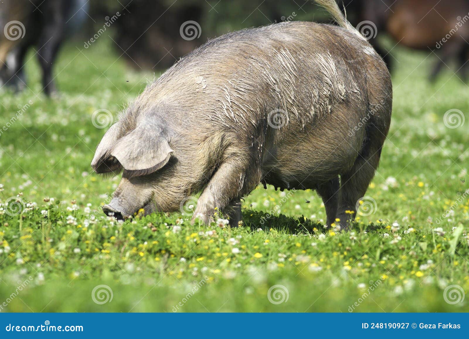 Thick Dirty Sow on a Flower Meadow Stock Image - Image of domestic ...