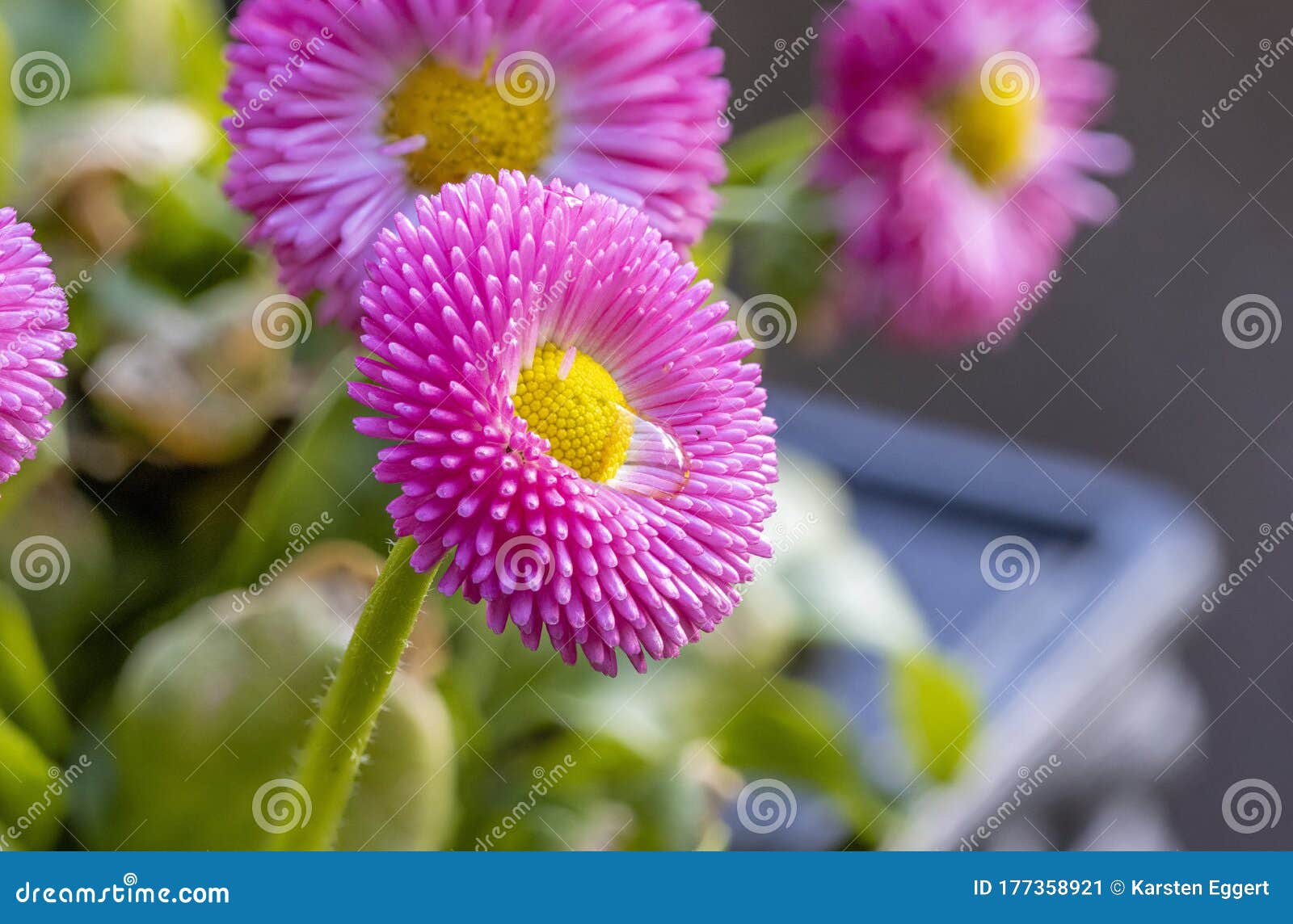 Thick Drop of Water is on a Pink English Daisy Flower Stock Image ...