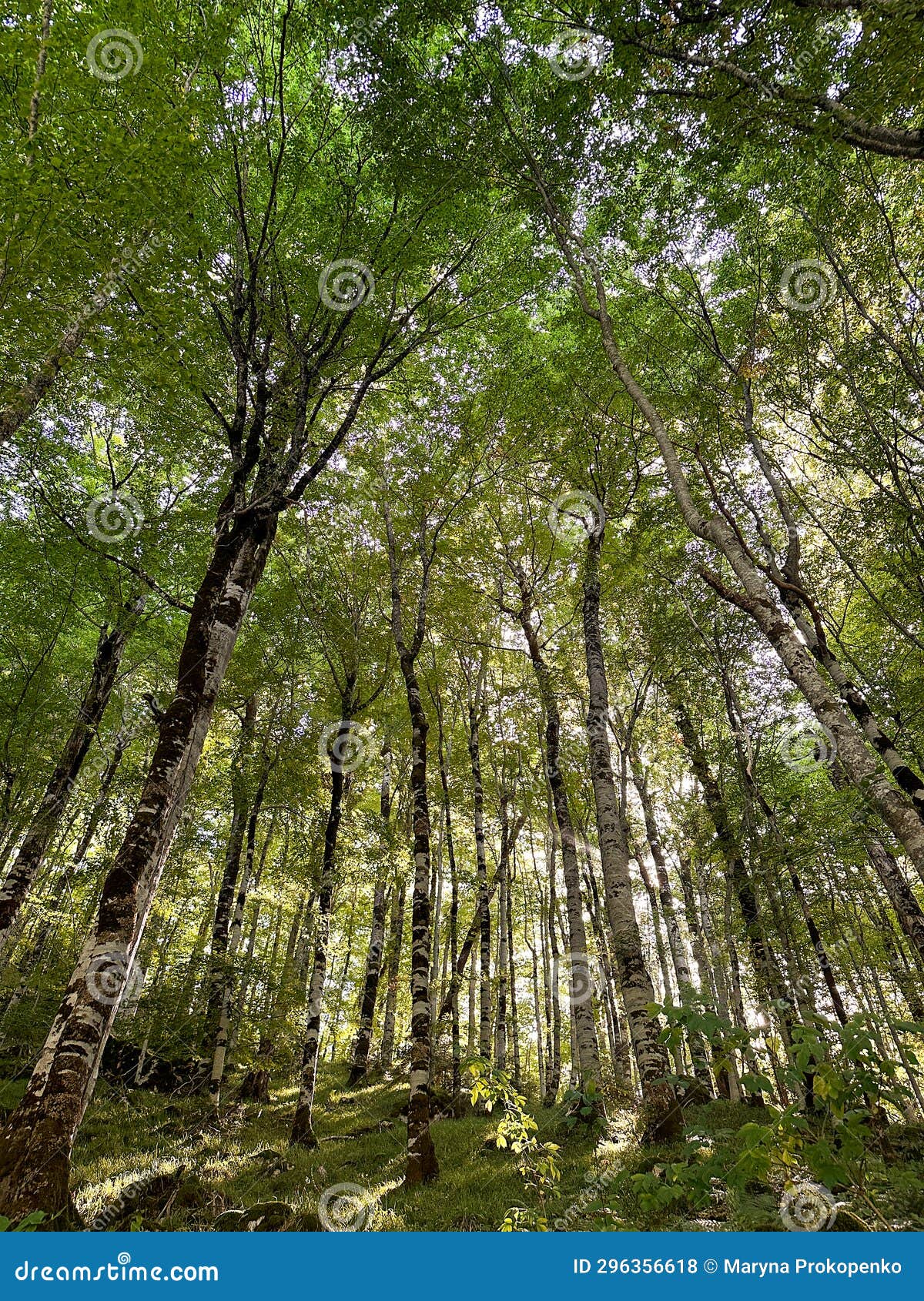 Thick Edge of the Forest, View from Below Upwards on the Trees. Stock ...