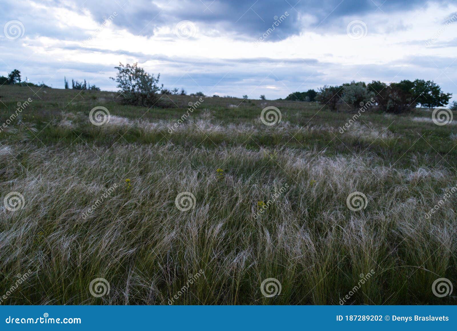Thick Field Grass. Green Steppe Vegetation in the Evening Stock Photo ...
