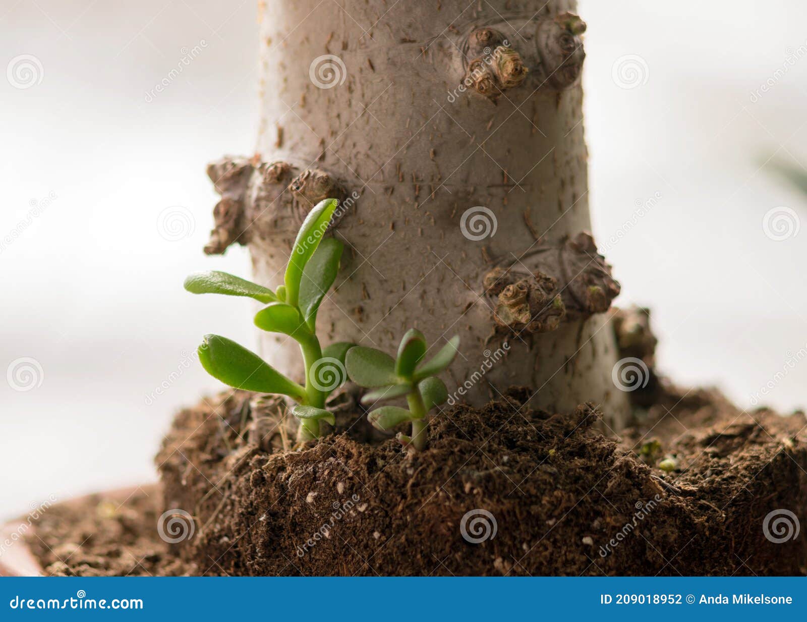 A Thick Fine Tree Trunk in a Flowerpot and a New Seedling Stock Photo ...
