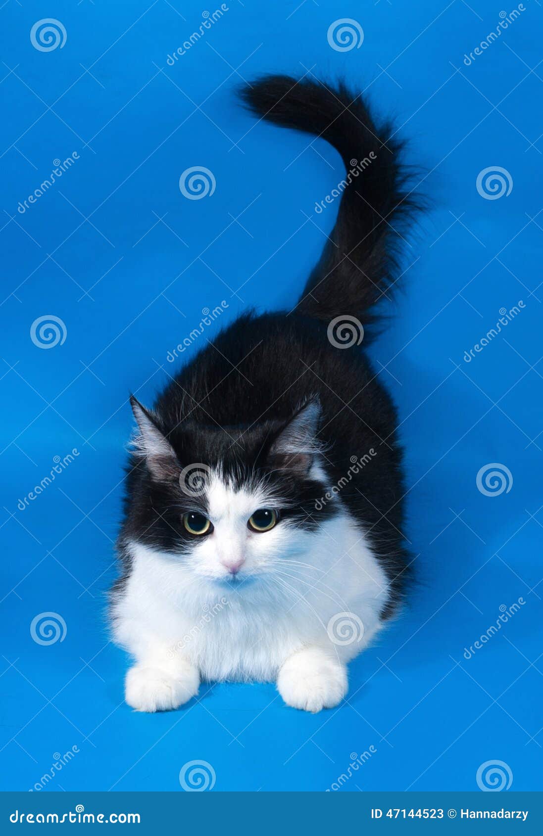 Thick Fluffy Black and White Cat Lying on Blue Stock Image - Image of ...