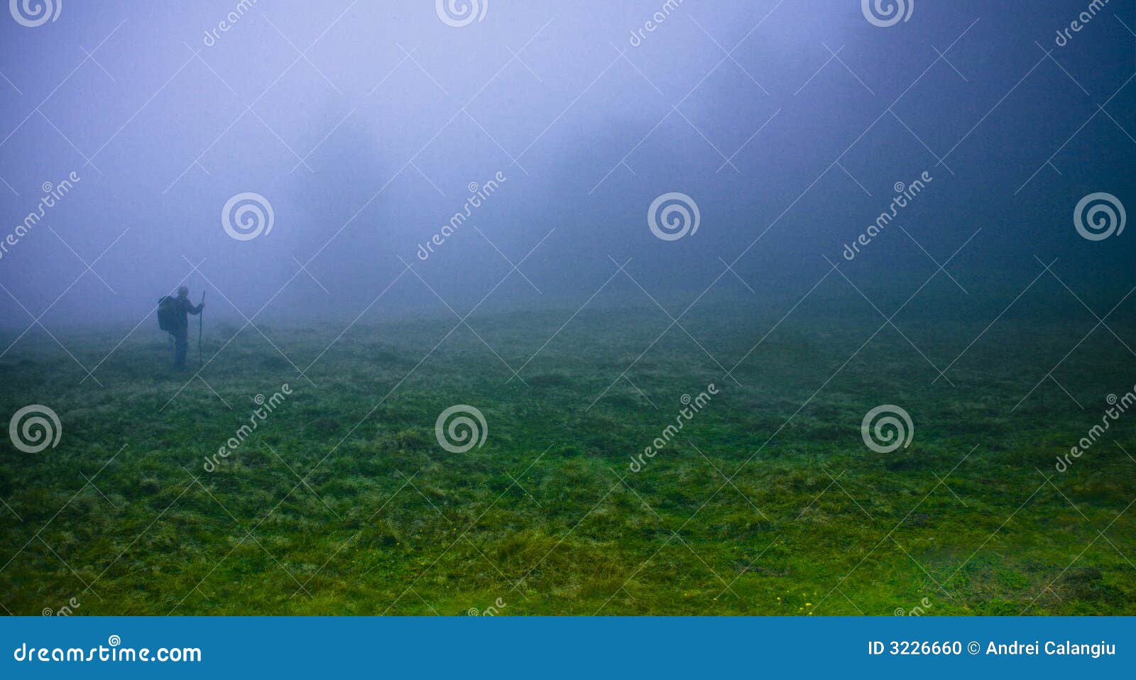 Thick fog stock photo. Image of mysterious, wood, tree - 3226660
