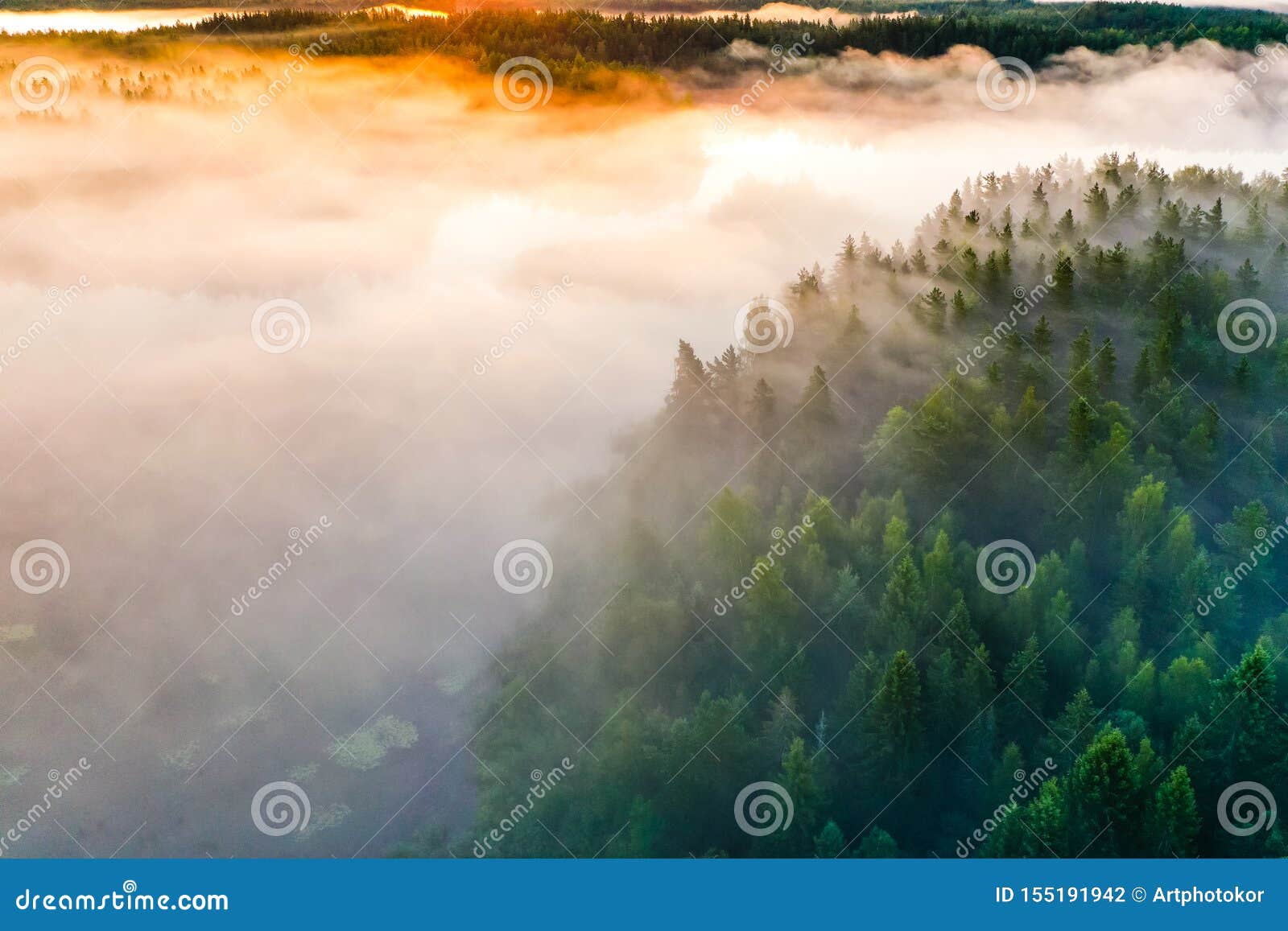 Thick Fog Flows into Green Forest at Sunrise. Charming Morning Concept ...