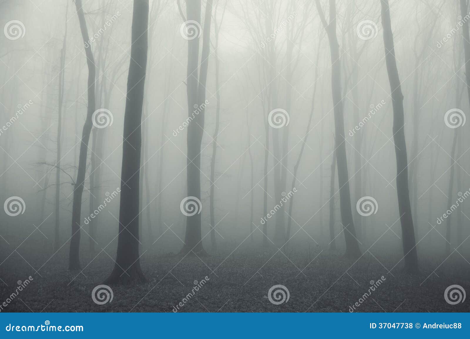 Thick Fog in a Spooky Dark Forest in Winter Stock Photo - Image of ...
