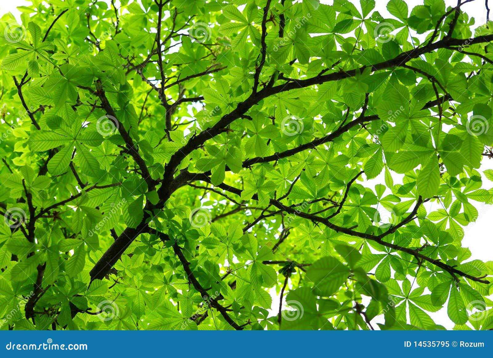Thick foliage stock image. Image of forest, bright, light - 14535795