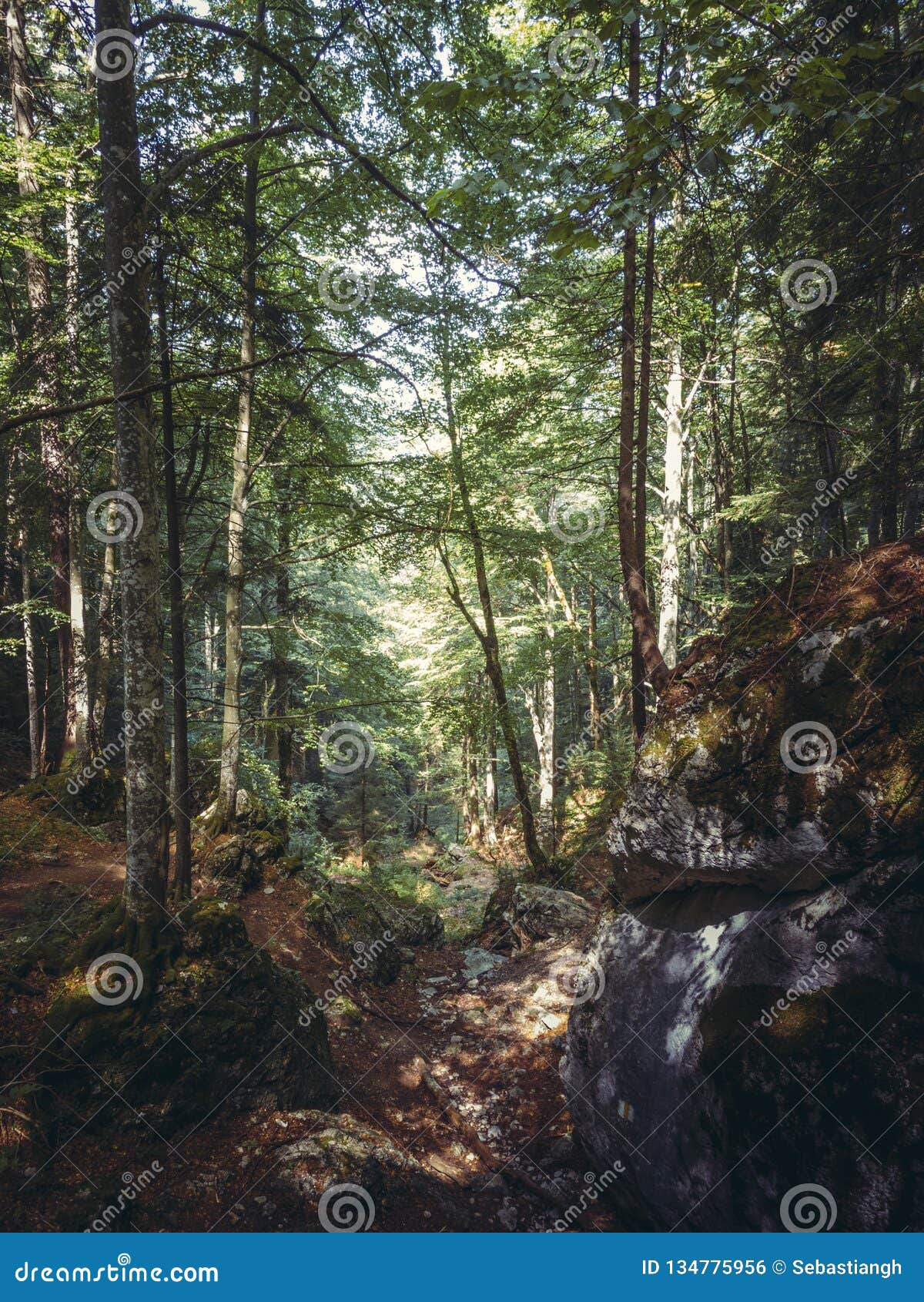 Thick Forest with Big Mossy Rocks Stock Photo - Image of beautiful ...