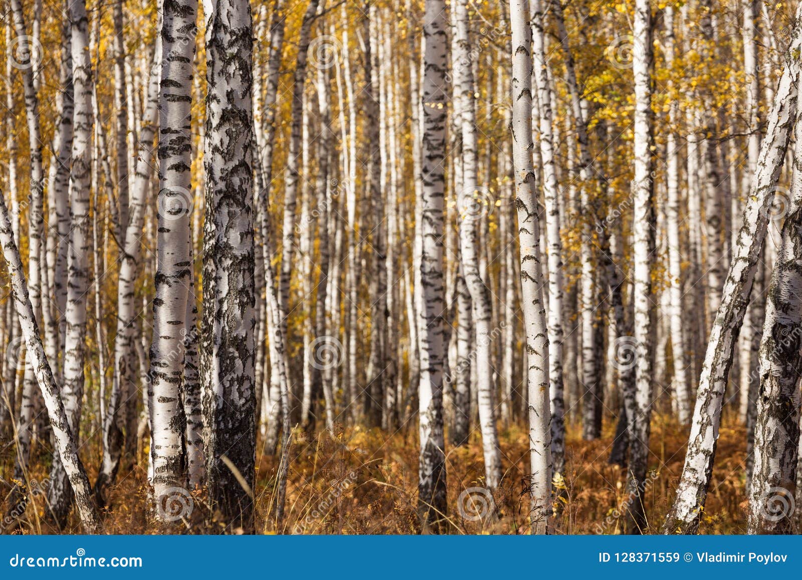 Thick Forest of Birch Trees in the Fall in Krasnoyarsk. Stock Image ...