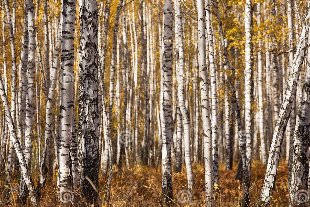 Thick Forest of Birch Trees in the Fall in Krasnoyarsk. Stock Image ...
